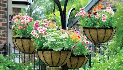 Plantas Colgantes De Sol