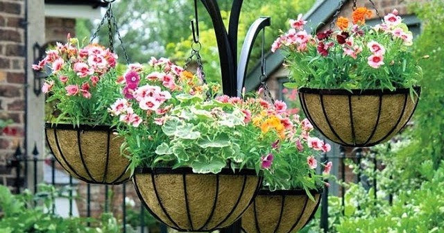 Plantas Colgantes De Sol