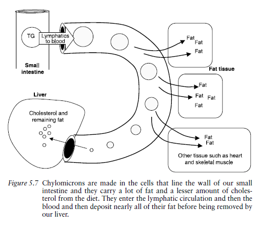 Biology Note: Fat Storage, Mobilization, and Use