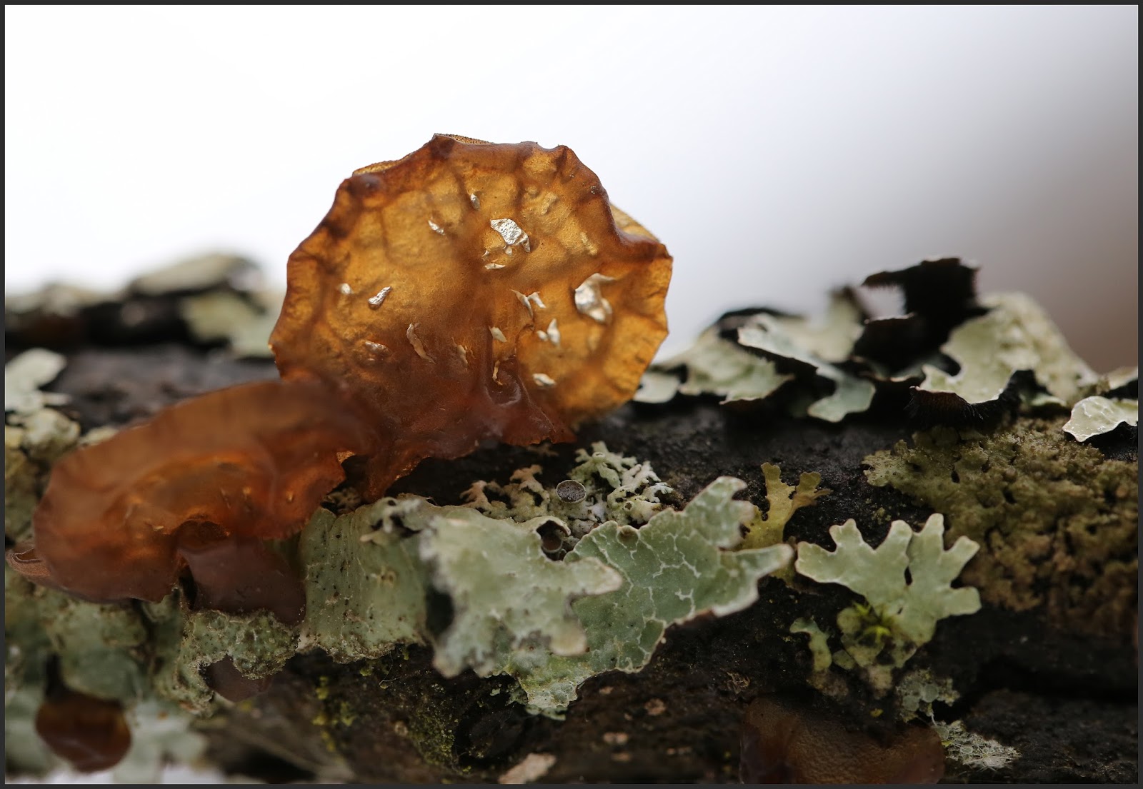 Vikki kuvailee: Sieniä