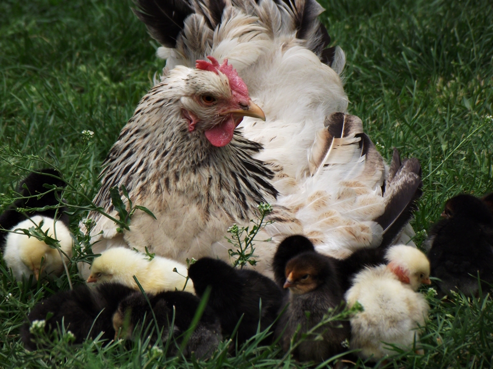 PASTE FERICIT SI LUMINAT! - CAIETUL CU RETETE