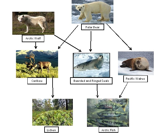 Arctic Sea Ice Loss: Altering Polar Bear Livelihood: Arctic Ecosystem ...