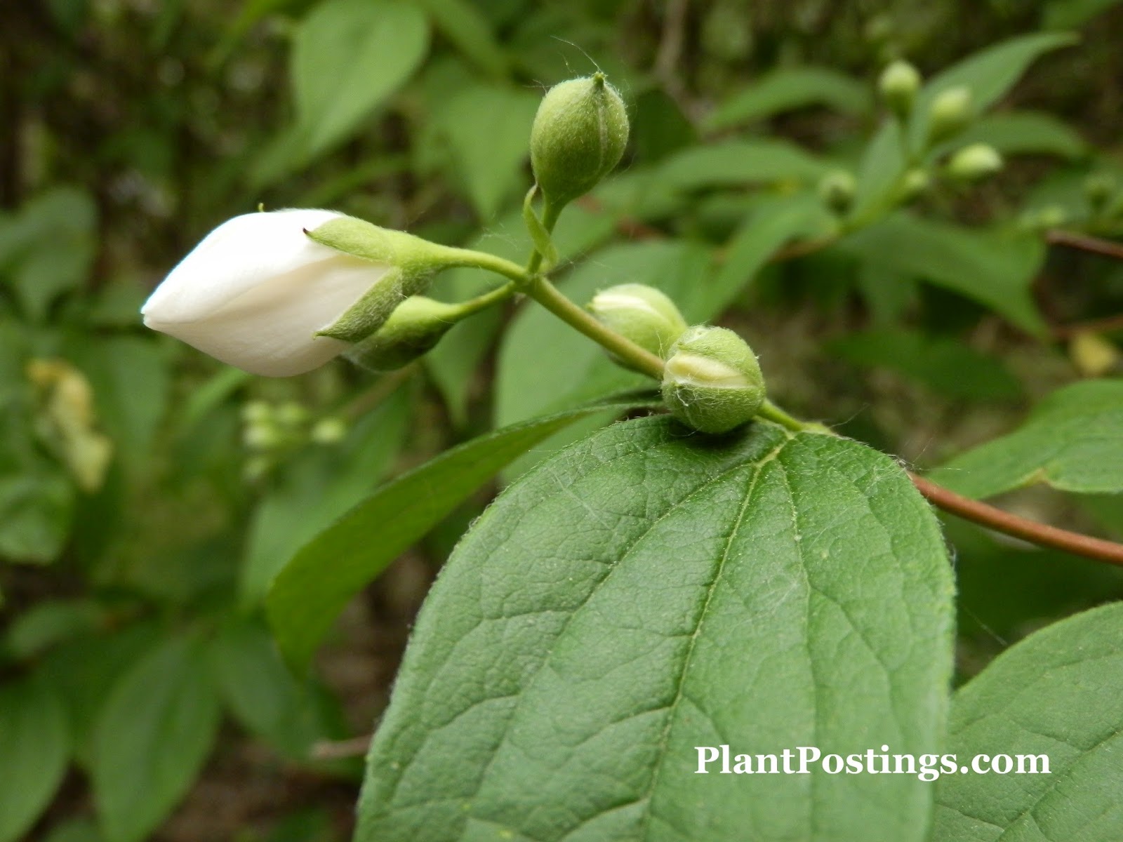 PlantPostings: Plant of the month:Mock Orange