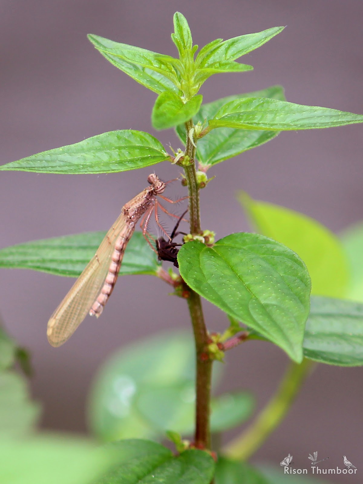 Dragonflies and Damselflies Of Kerala: Newly Emerged & Tenerals of ...