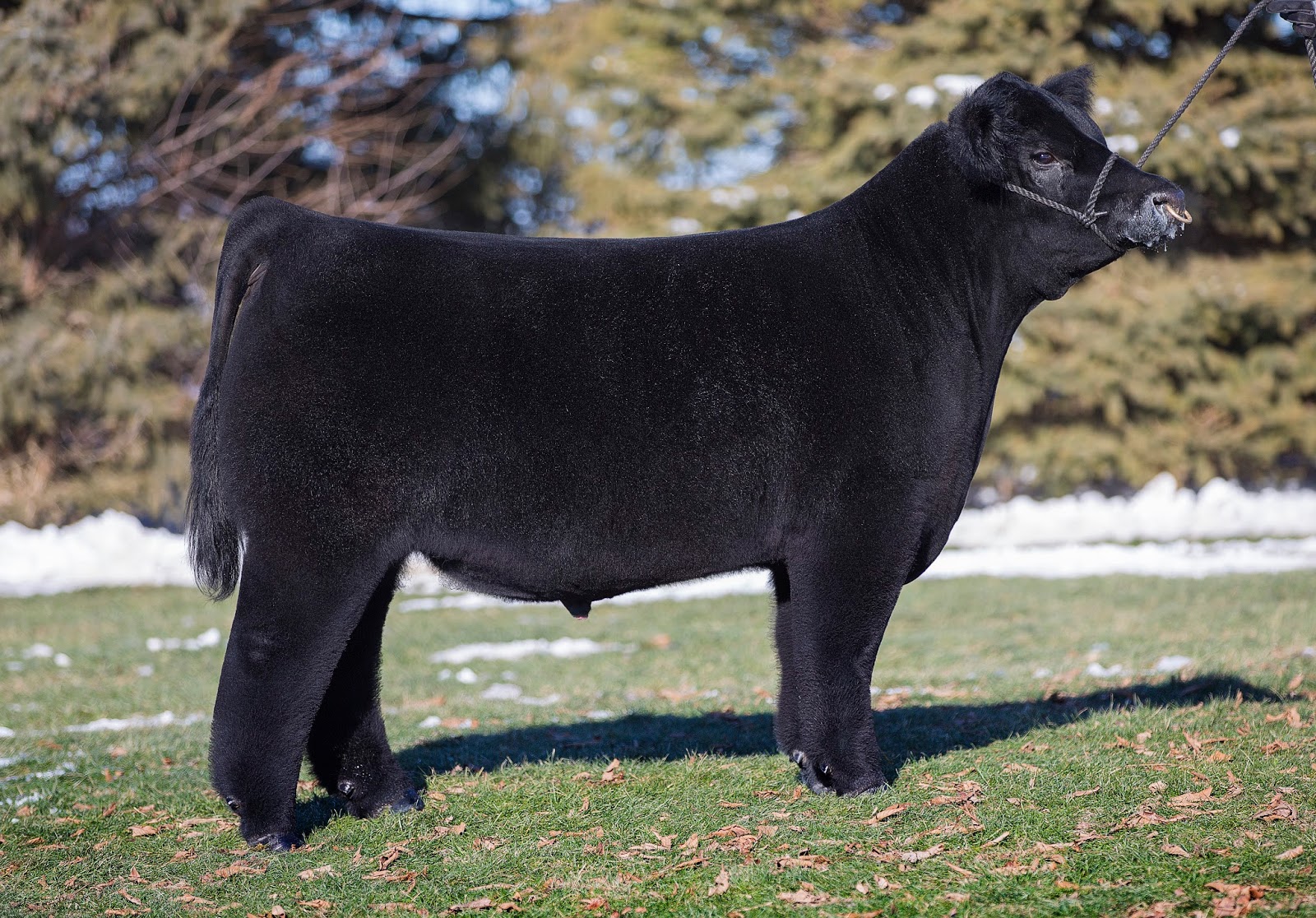 RCC Blog: Rodgers Bulls