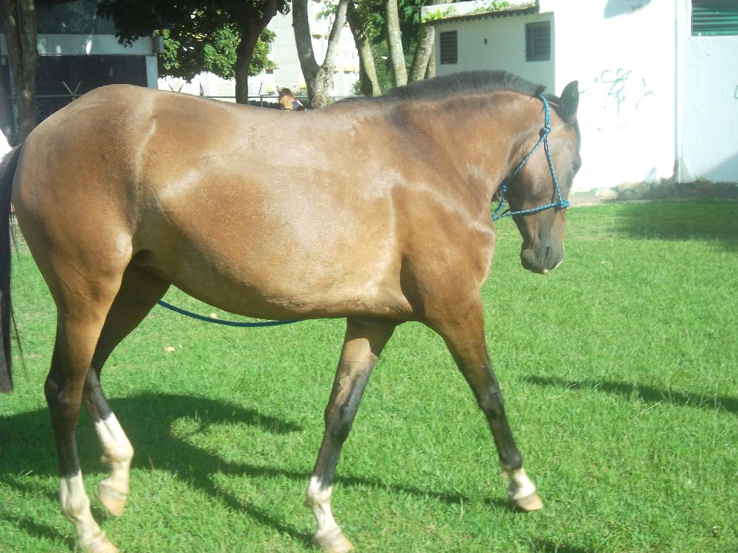 La importancia del caballo criollo venezolano (El patriota olvidado)