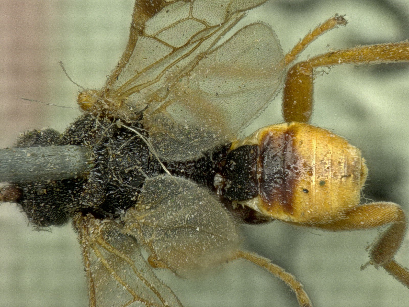 BRACONID WASPS, CATERPILLARS, AND BIOCONTROL: Canadian Microgastrinae ...