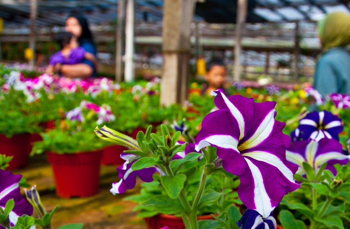 Beautiful Flower at Kundasang, Sabah | My Beautiful Borneo - Travel and ...
