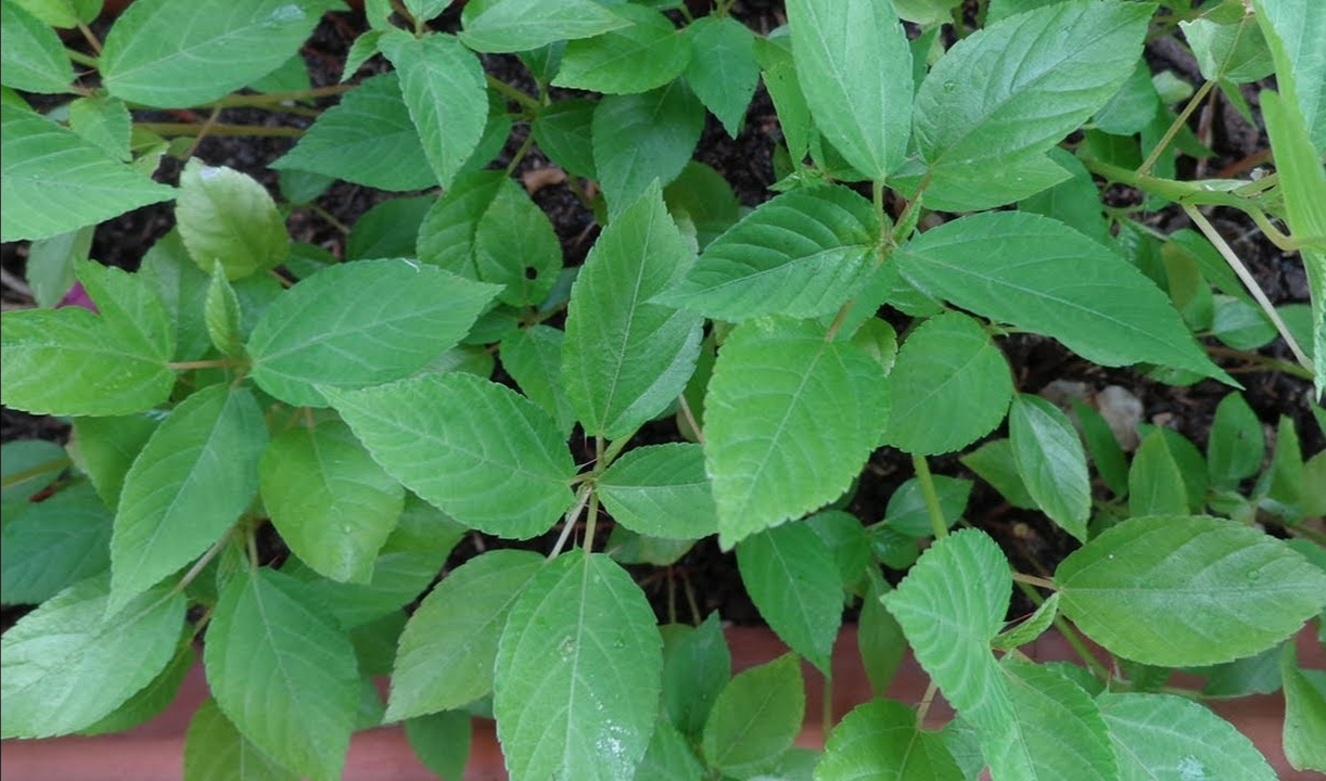 The 4 Amazing Health Benefits of Saluyot Leaves.