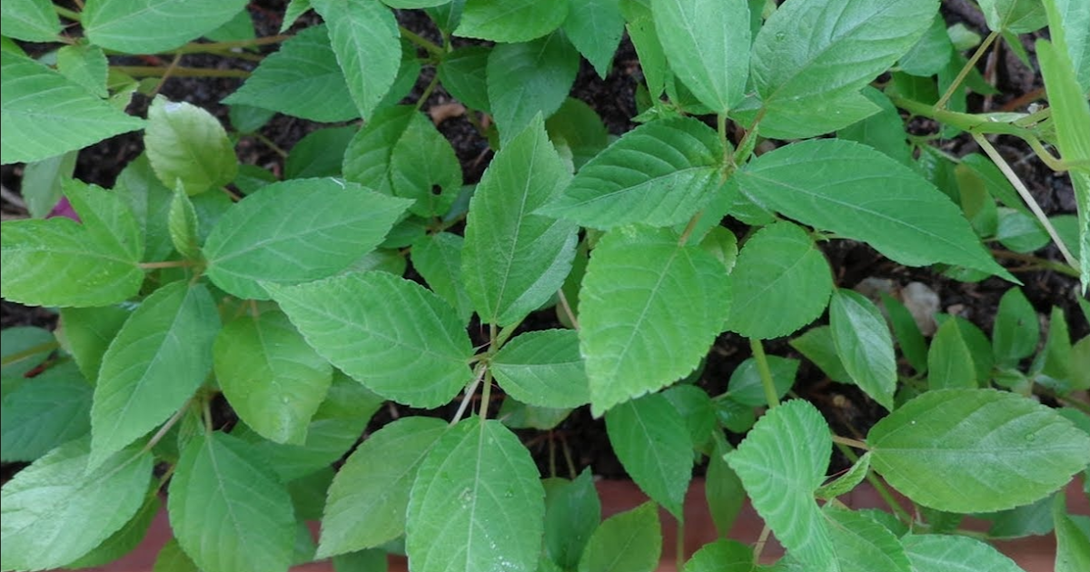 The 4 Amazing Health Benefits of Saluyot Leaves - The Daily Sentry