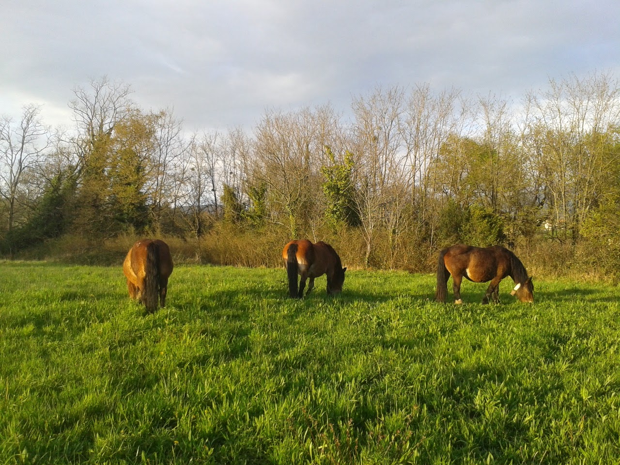 Euskal Herriko Mendiko Zaldia: 04/30/14