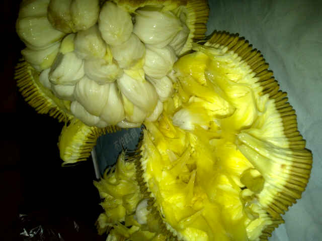 Dada Land: Tarap -- the Borneo exclusive fruit...