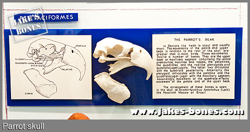My African Grey Parrot skull : Jake's Bones
