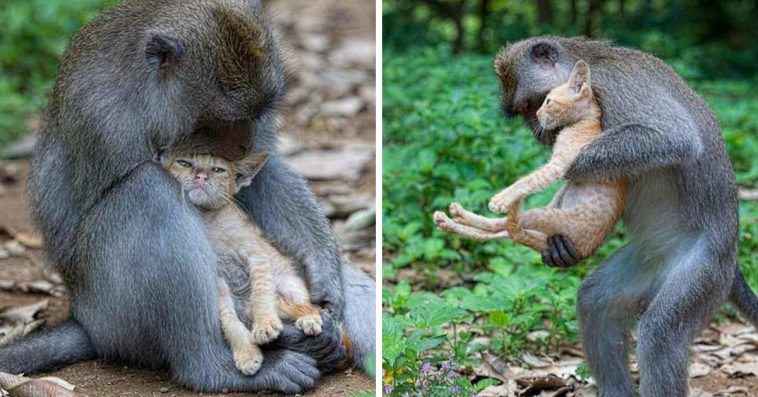 Monkey Finds Tiny Kitten And Cuddles Him Like It’s Her Own Baby