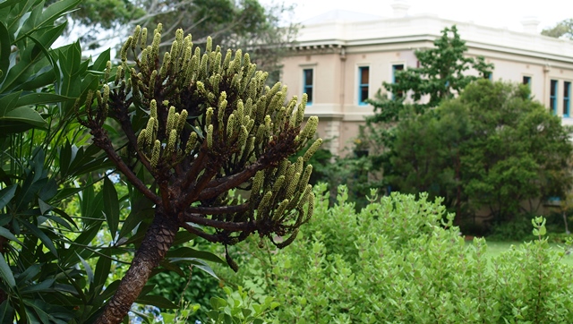South African Cabbage Trees tolerating centuries of drought in ...