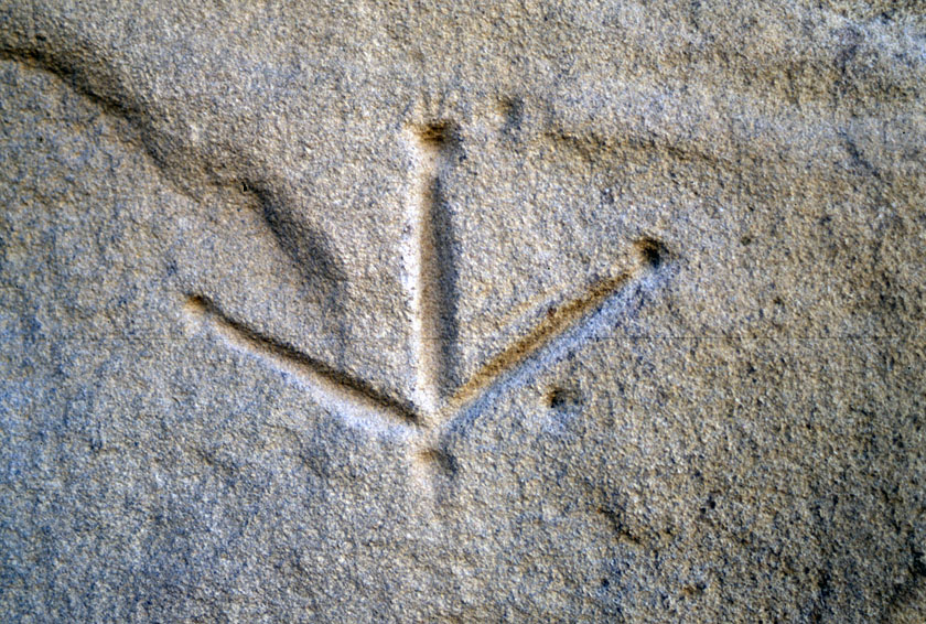 The Great Cretaceous Walk: Keeping Track of Fossil Tracks