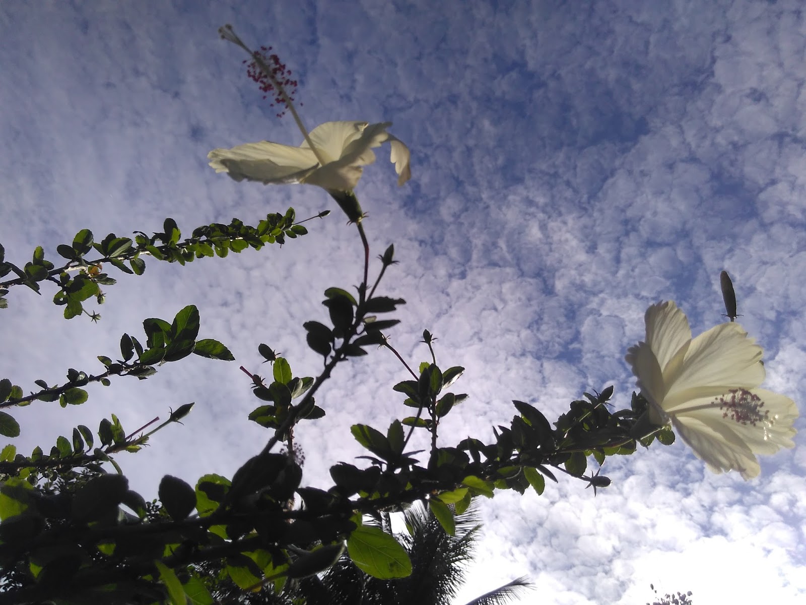 Tanaman Bunga Milik Ibu : Bunga Mawar | Bunga Sepatu | Bunga Pacar Cina ...