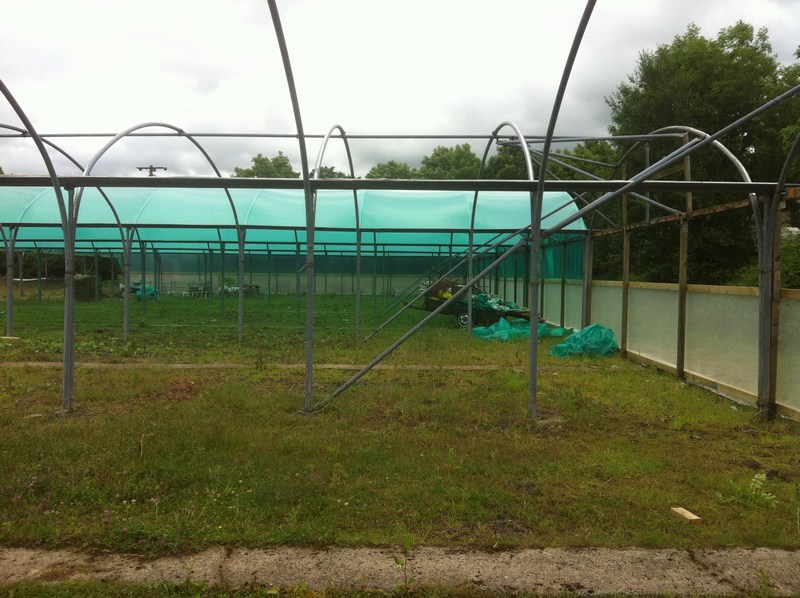 Total Polytunnels Limited: Old growing tunnel becomes new sheep tunnel