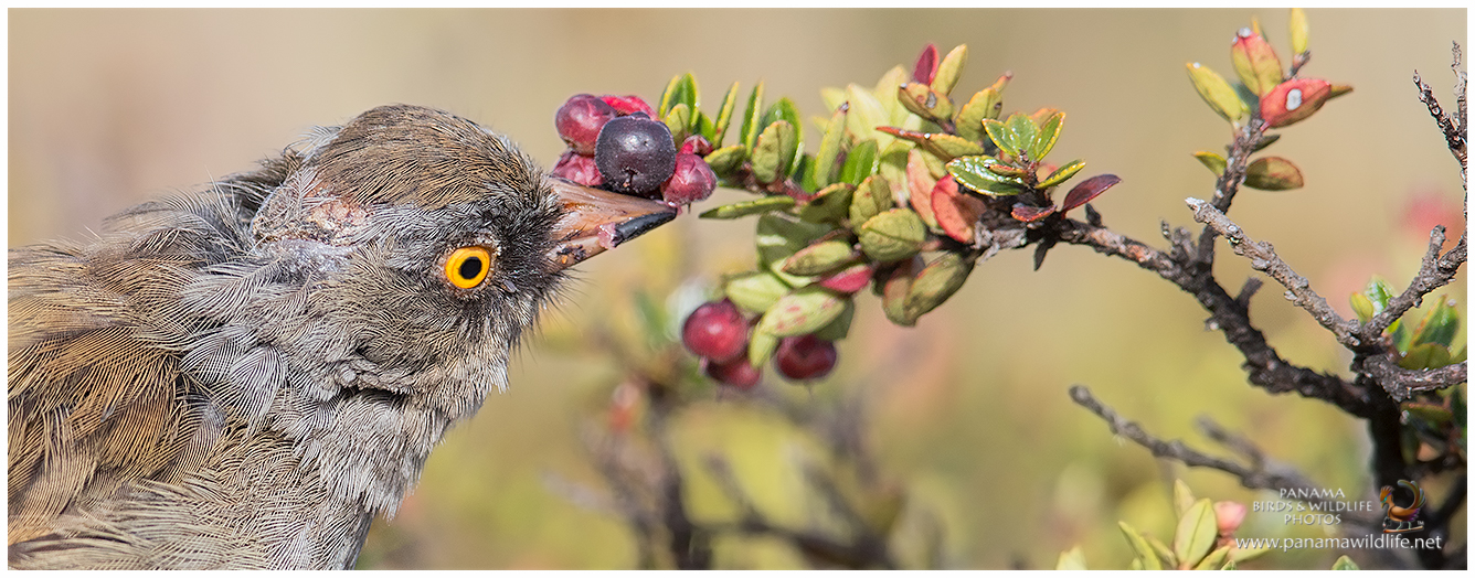 Wildlife photos from Panama's tallest mountain, Pt. 1 - Featured ...
