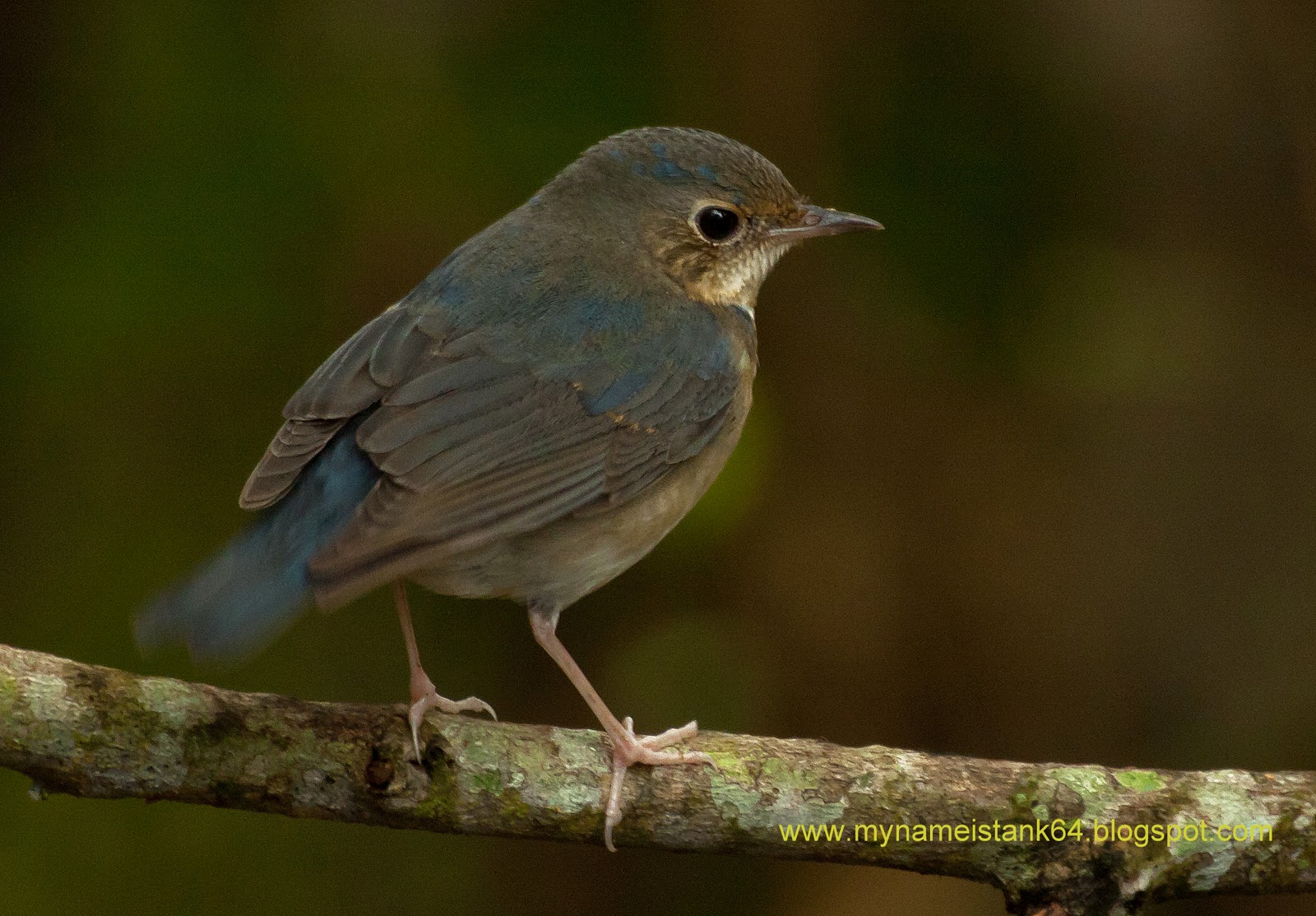 Birds of Malaysia @ mynameistank64: Siberian Blue Robin (Luscinia cyane).