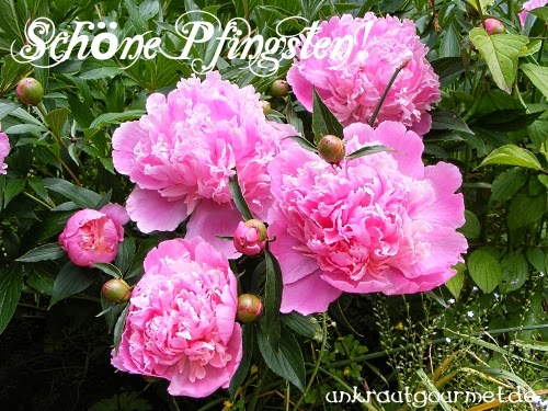 Unkrautgourmet - Pflanzen, Essen, Rezepte und mehr : Schöne Pfingsten!