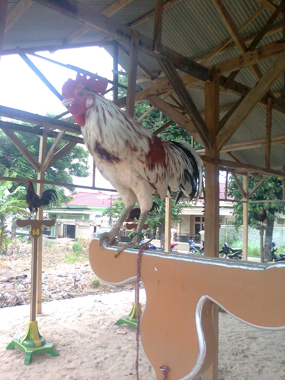 ayam ketawa asli: MACAM MACAM AYAM KETAWA