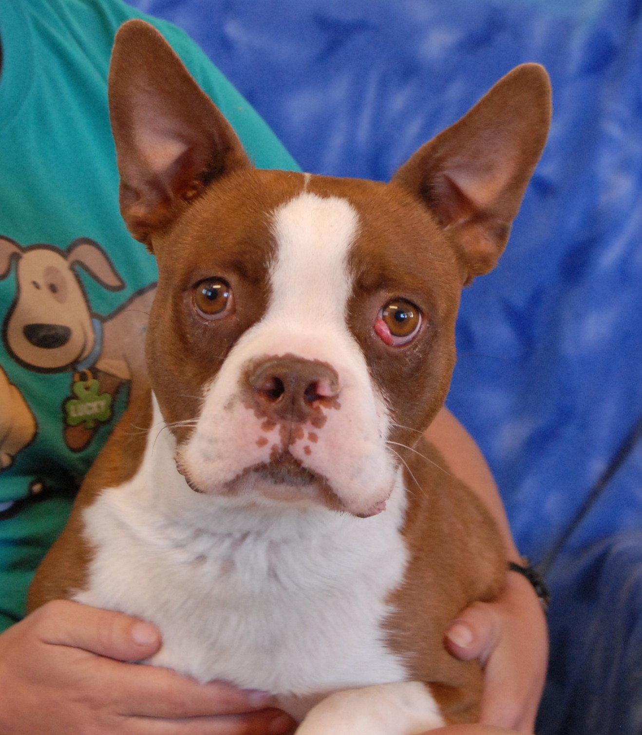 Churchill, a fun-loving young Boston Terrier debuting for adoption today.