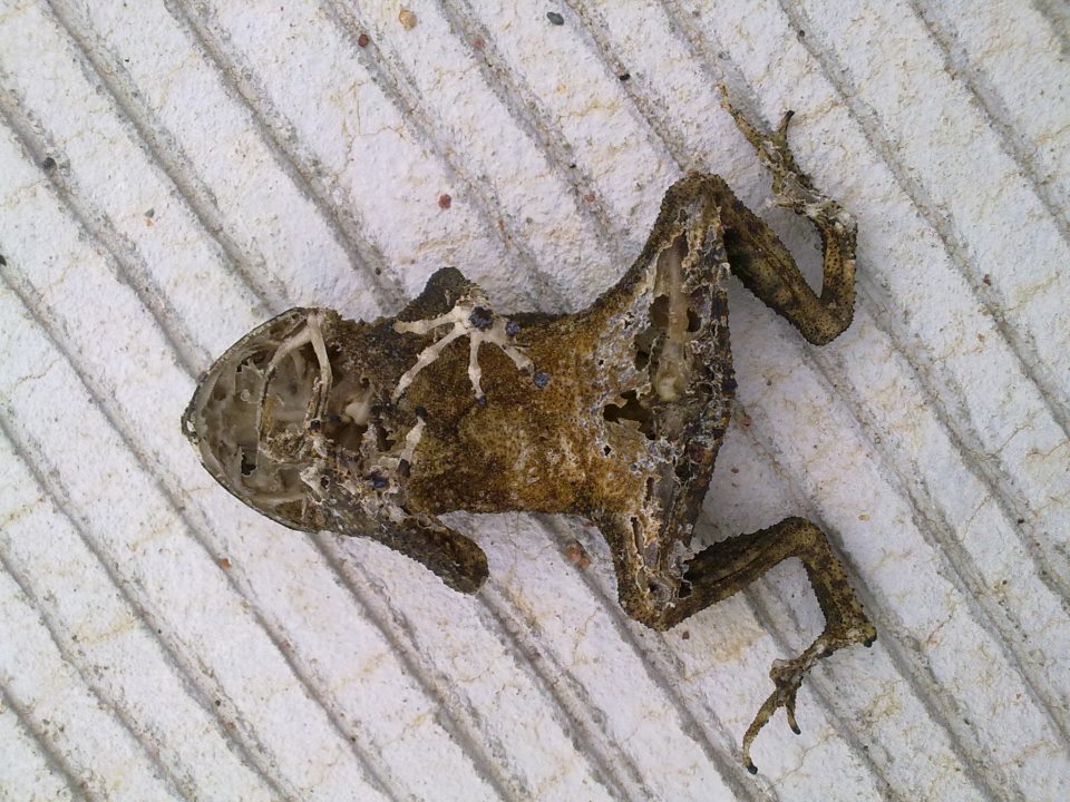 Shreds of a bizarre world: Bizarre images/1