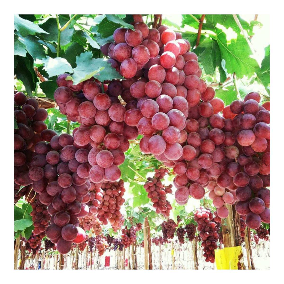 MANUAIS DE CULTIVO - PLANTAMUNDO: UVA RED GLOBE e todas as variedades ...