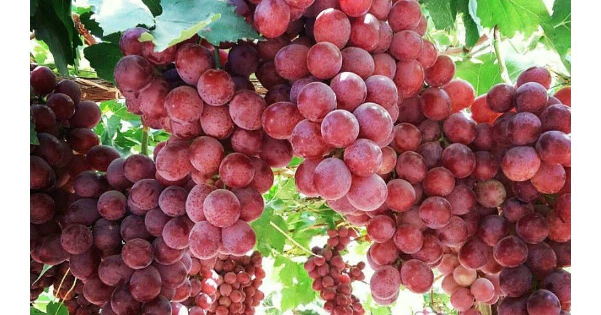 Rey de las Plantas: UVA RED GLOBE y todas las variedades - Vitis vinifera
