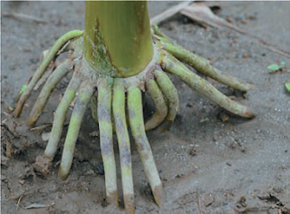 BIOLOGINYA BANUA: TIGA ORGAN DASAR TUMBUHAN: AKAR, BATANG, DAN DAUN