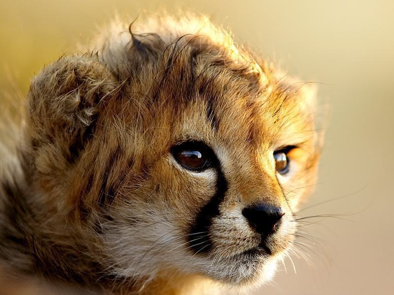 Fluffy Animals: Cute big cats :P