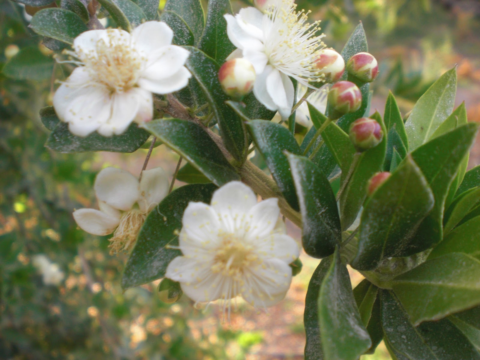 Perfumes y luces de Extremadura: Mirto. Myrtus communis.