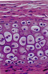 BiiOlogiia: TEJIDO CARTILAGINOSO