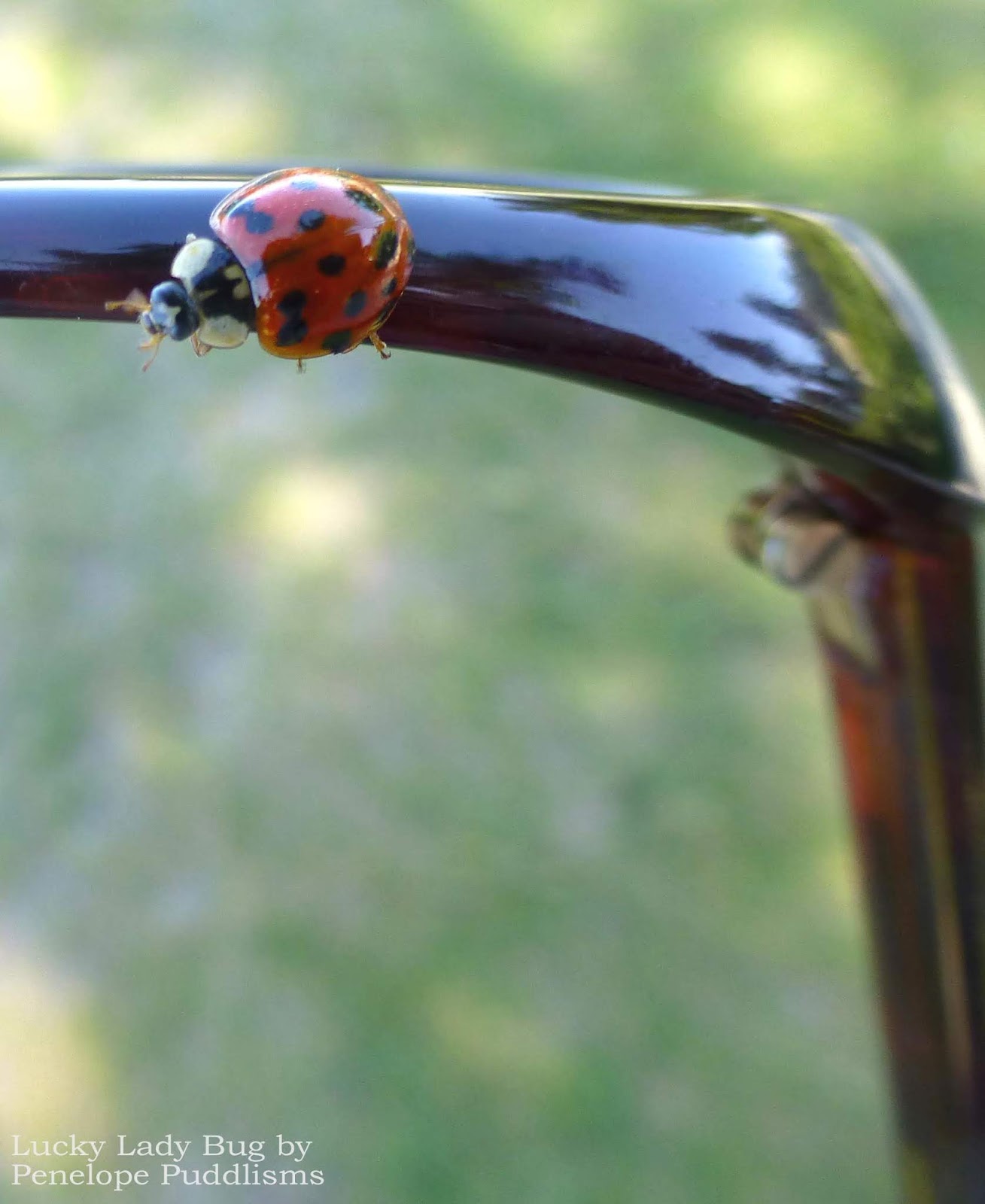 Postcards From Penelope Puddle: The Lady Is A Bug