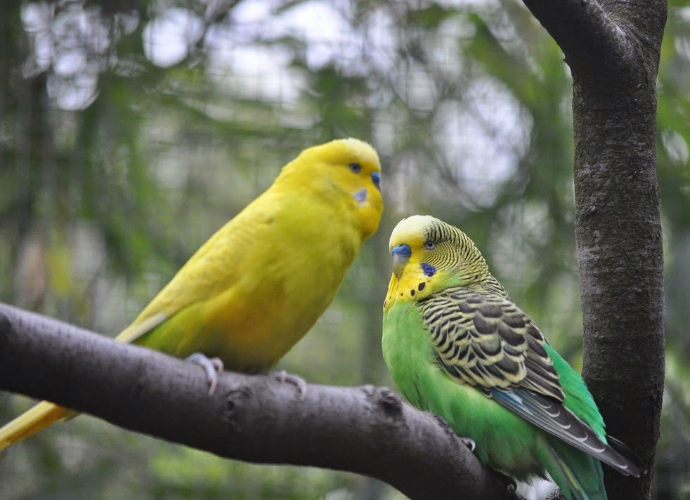 ZOOTOGRAFIANDO (6.100 ANIMALS): PERIQUITO COMÚN / BUDGERIGAR ...