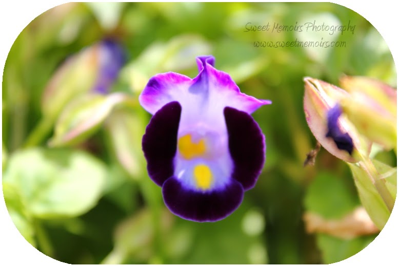 Cherry Berry : Flower Photography: Wishbone Flower