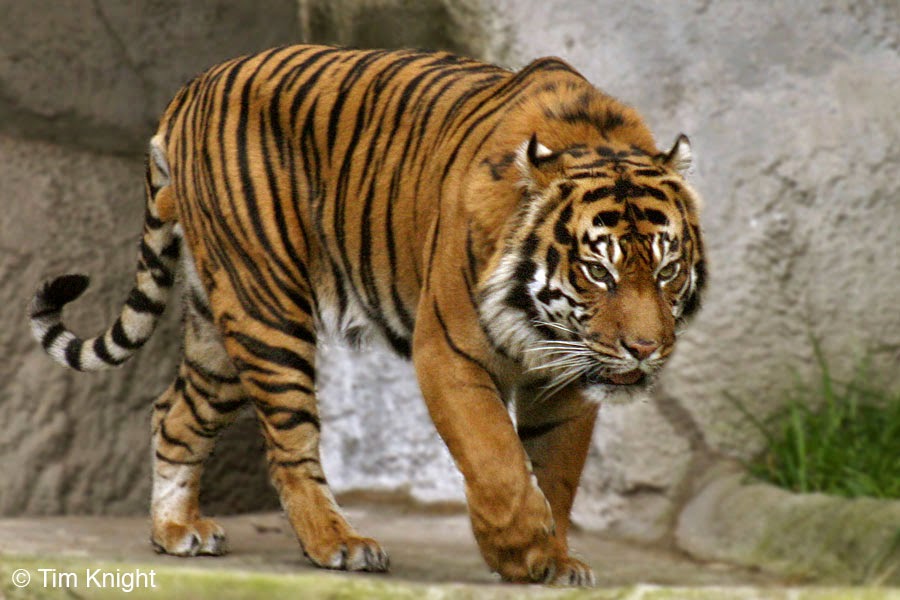 Analysing Poems : The Tyger By William Blake