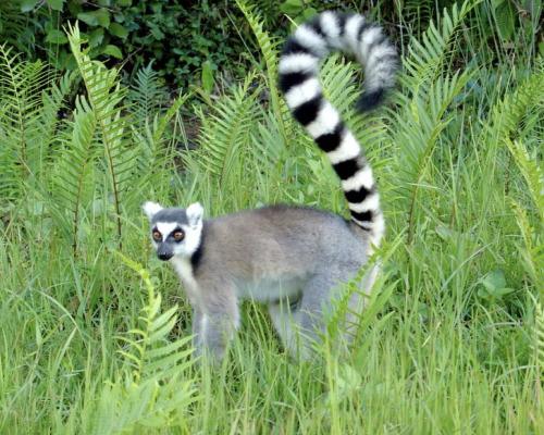Lemur - Wild Life Planet