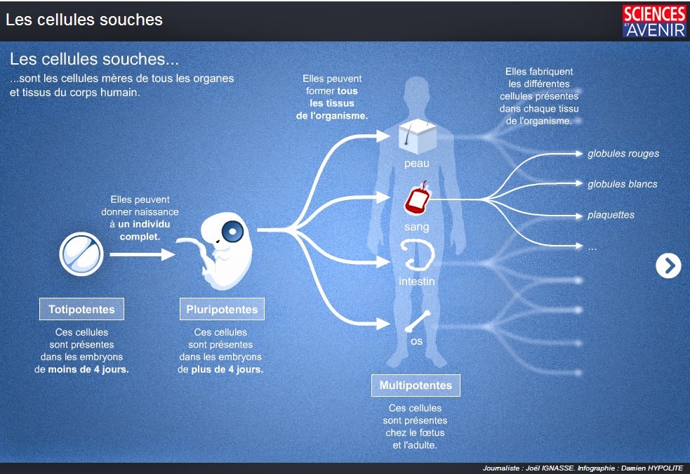 Sciences de la Vie et de la Terre - Huahine: Les cellules souches