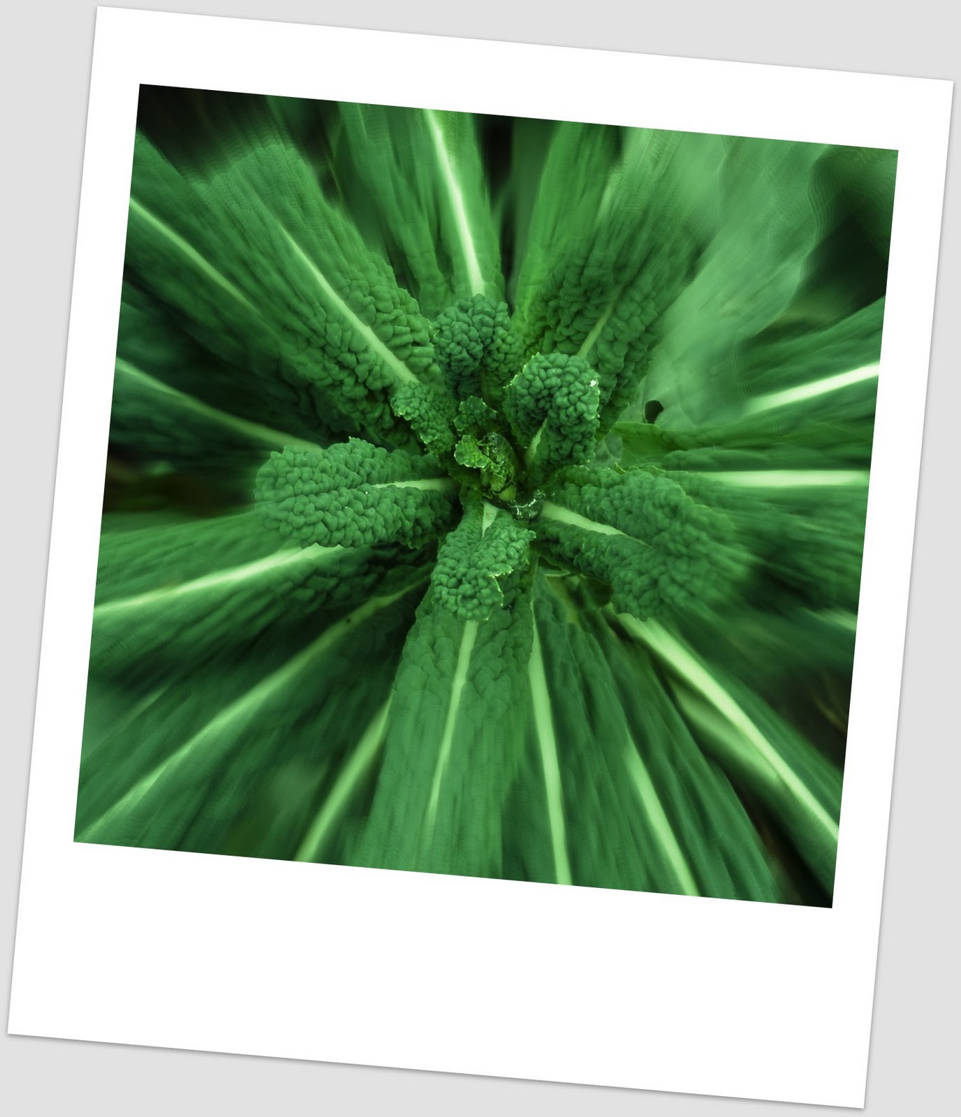 Mark's Veg Plot: Photos