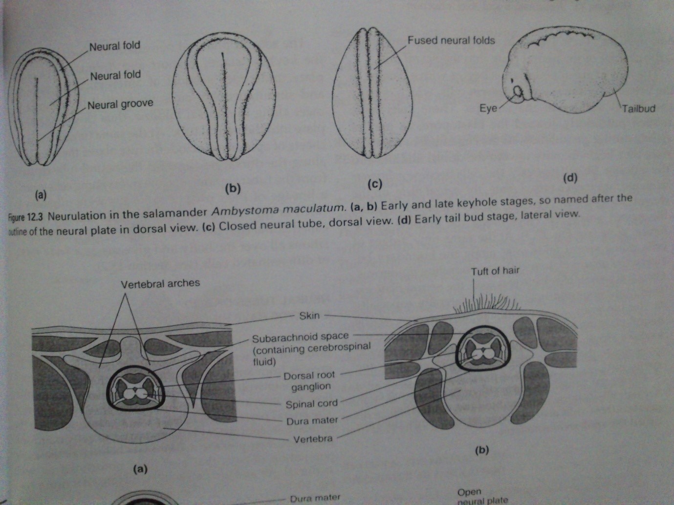 BELAJAR...: Bab 12 Neurulasi dan Sumbu Induksi