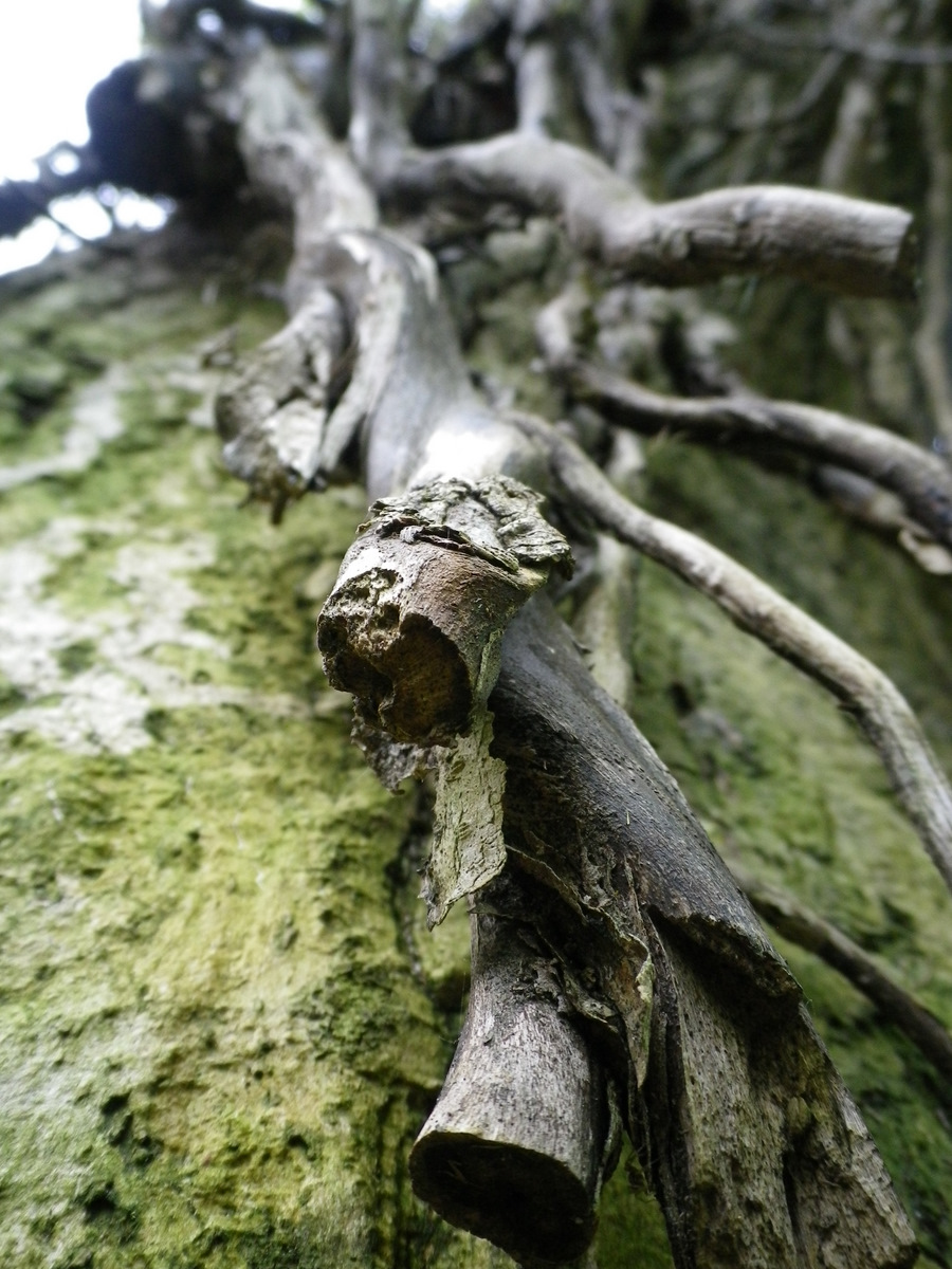 Lee Riley: Things that live and grow in trees