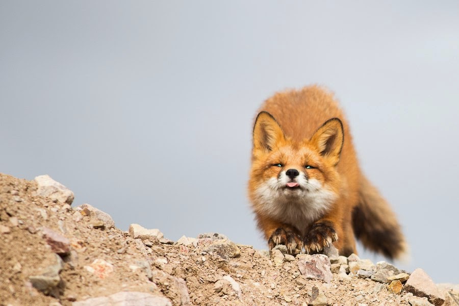 White Wolf : 15 Lovely Photos of Russian Foxes by Ivan Kislov Are ...