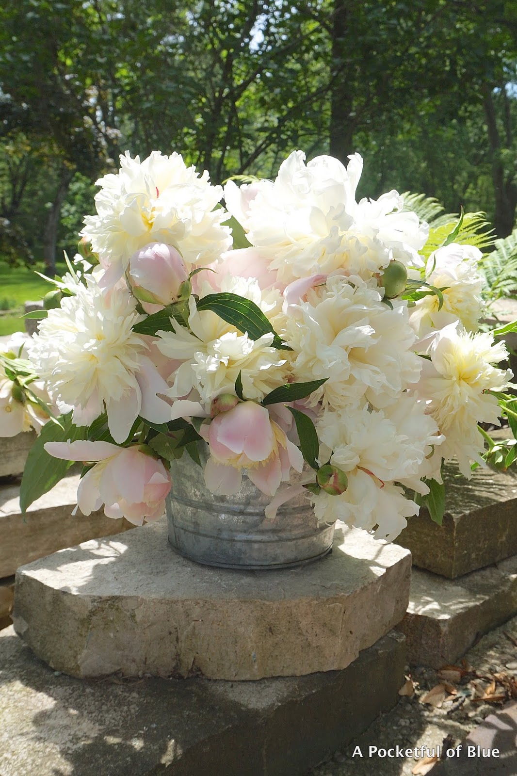 PRETTY PEONIES
