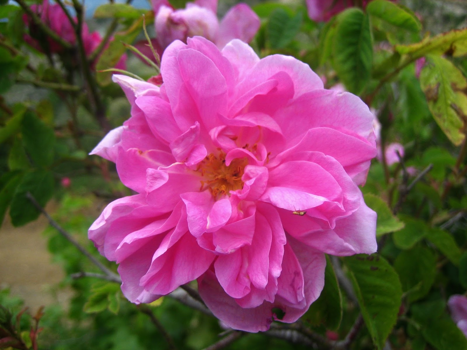 Biodiversity of Cyprus by NGO Protection of the Natural Heritage and ...