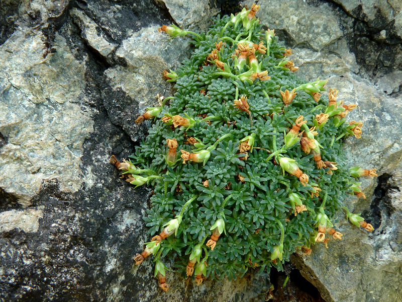 PASOS: Aigüeta de la Vall, (Sahún), 27 de julio y 3 de agosto
