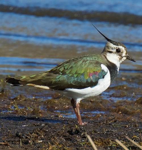 Northern lapwing images | Birds of India | Bird World