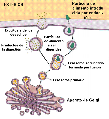 Endocitosis y exocitosis