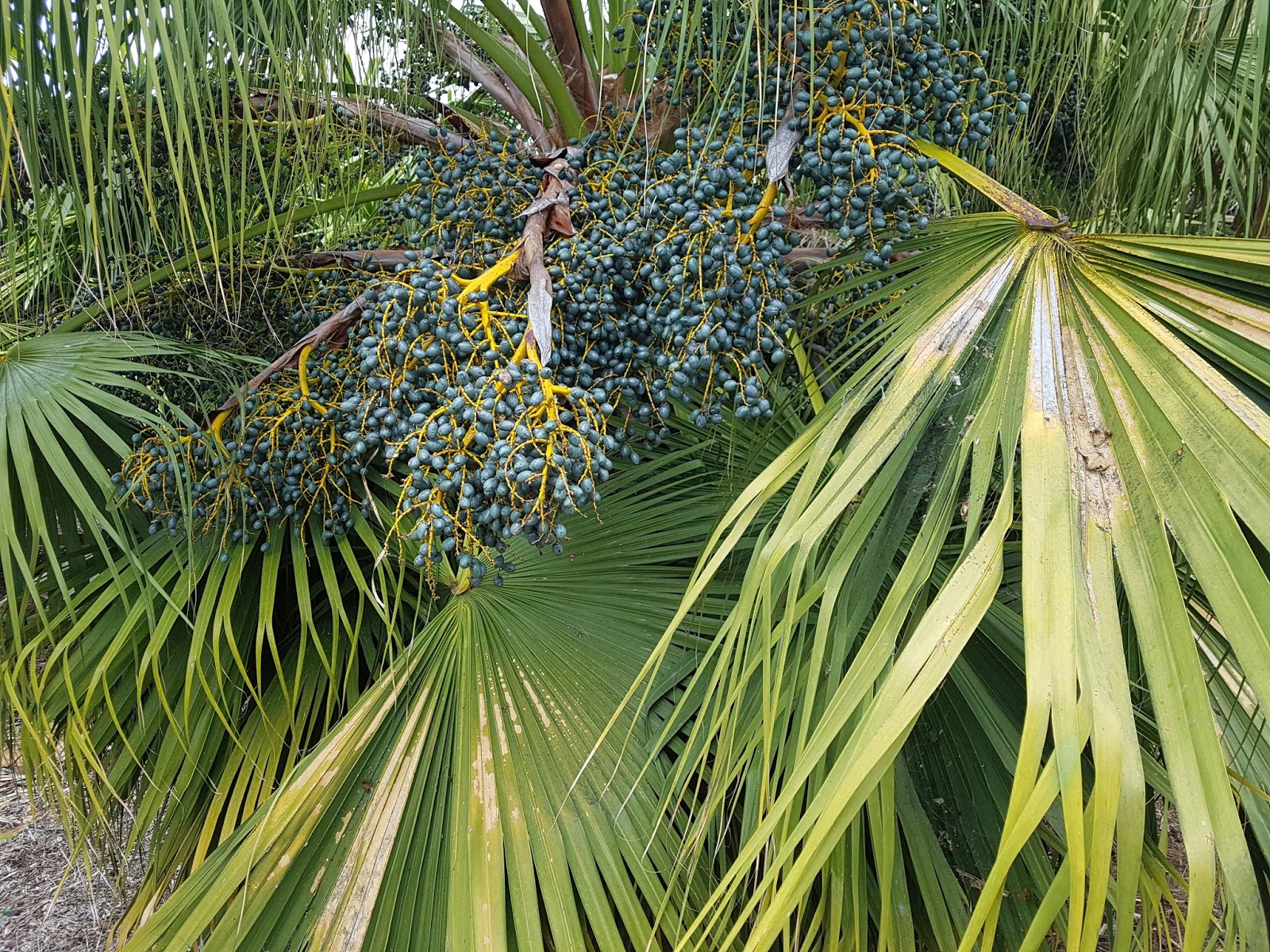 La luna de Ítaca: Livistona chinensis, Palmera de abanico china